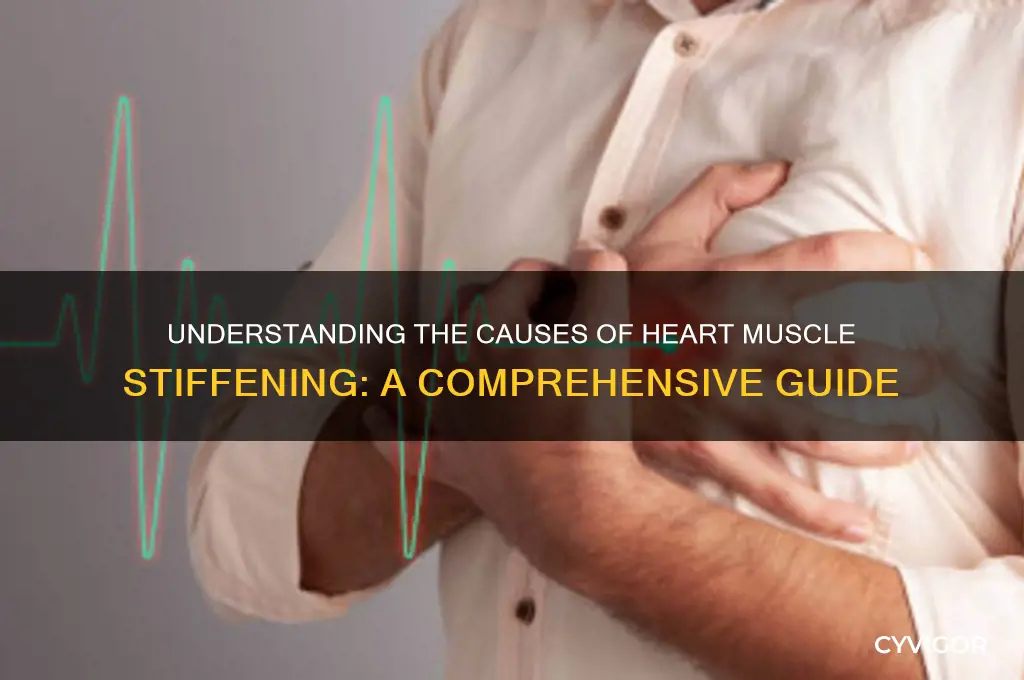 Understanding The Causes Of Heart Muscle Stiffening: A Comprehensive ...