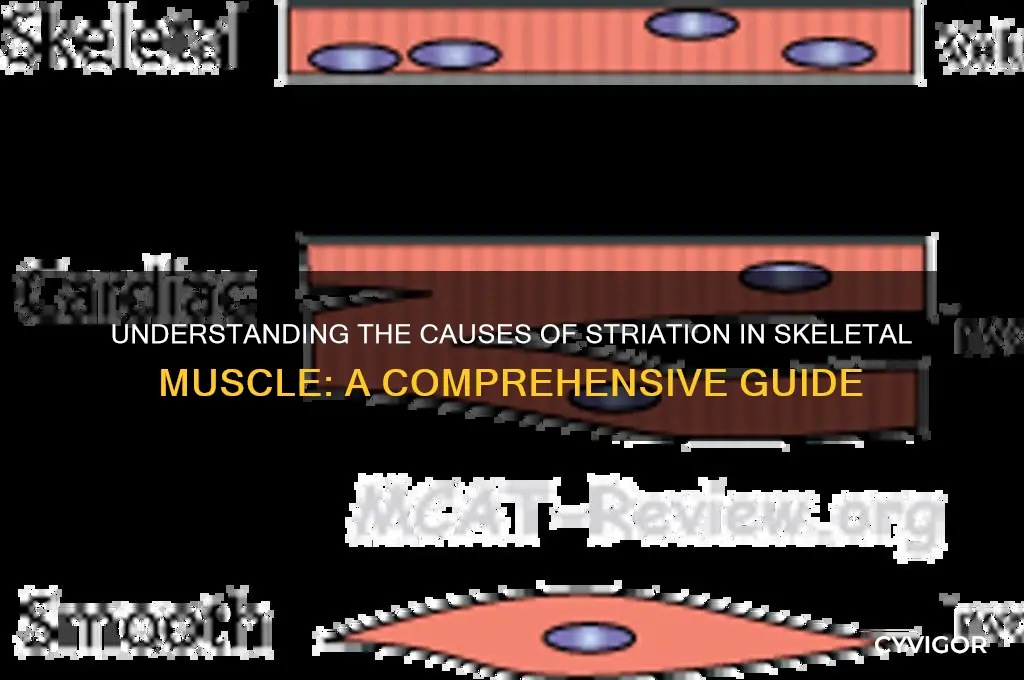 Understanding The Causes Of Striation In Skeletal Muscle: A ...
