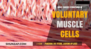 Understanding Striation In Cardiac Muscle: Causes And Mechanisms ...
