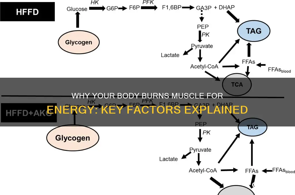 Why Your Body Burns Muscle For Energy: Key Factors Explained | CyVigor