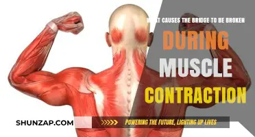 Understanding The Key Factors Behind Cardiac Muscle Contractions | CyVigor