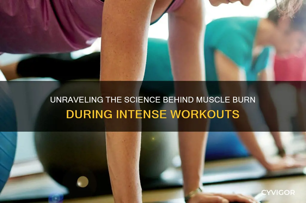 Unraveling The Science Behind Muscle Burn During Intense Workouts | CyVigor