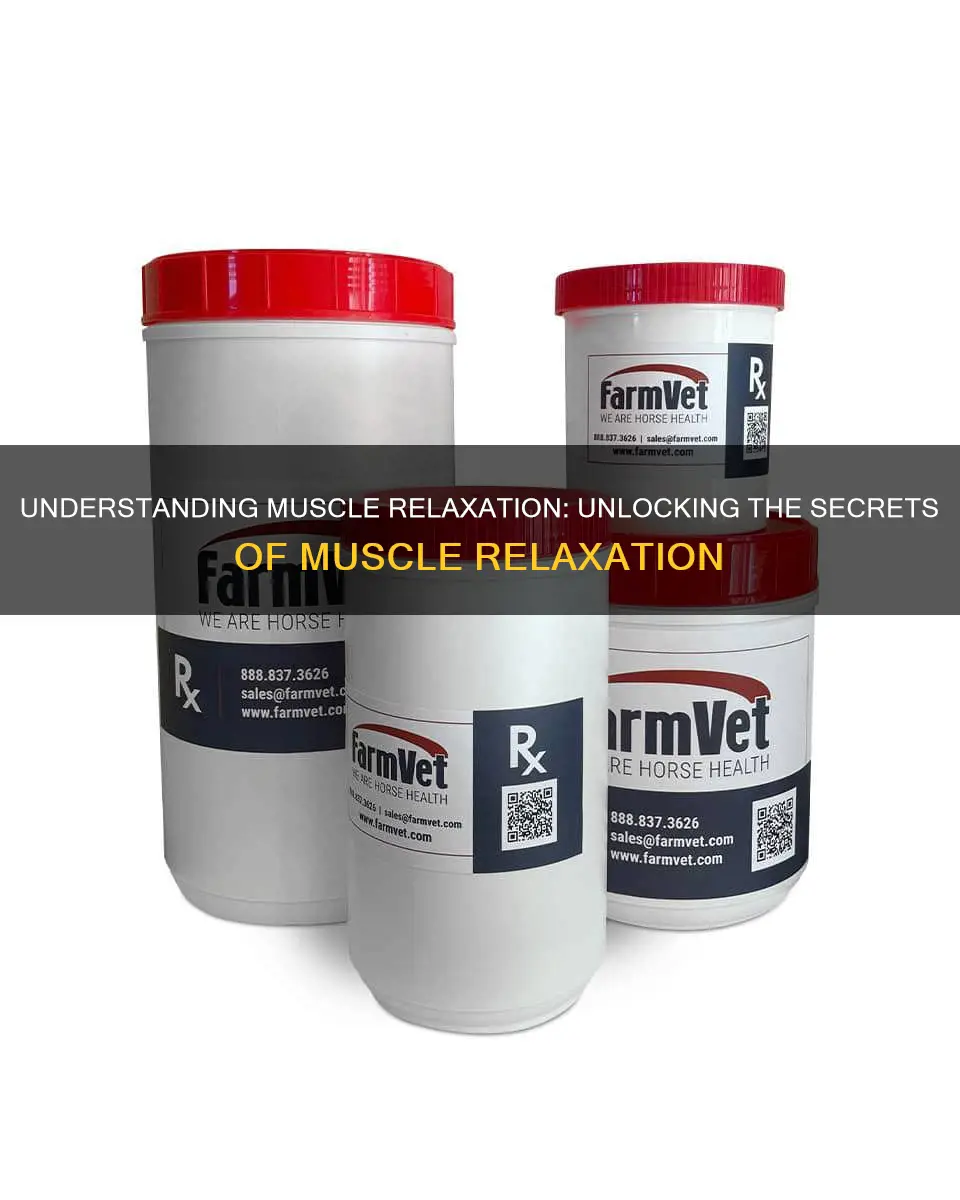 Understanding Muscle Relaxation: Unlocking The Secrets Of Muscle ...