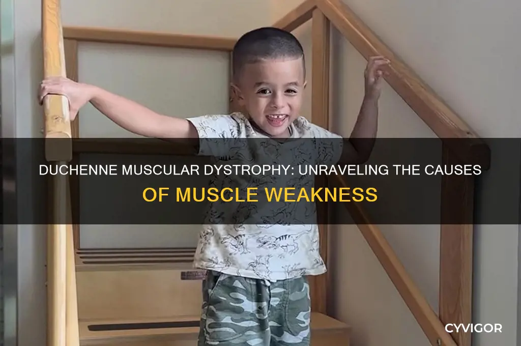 Duchenne Muscular Dystrophy: Unraveling The Causes Of Muscle Weakness ...