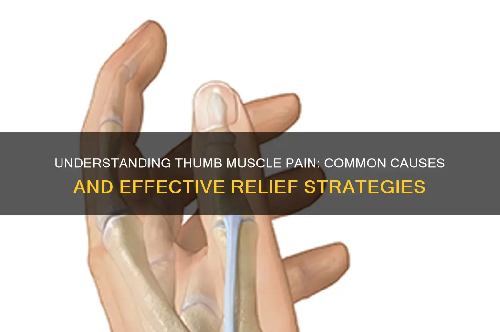 Understanding Thumb Muscle Pain: Common Causes And Effective Relief ...