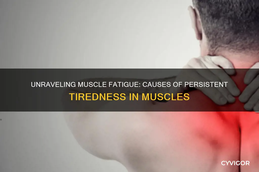 Unraveling Muscle Fatigue: Causes Of Persistent Tiredness In Muscles ...