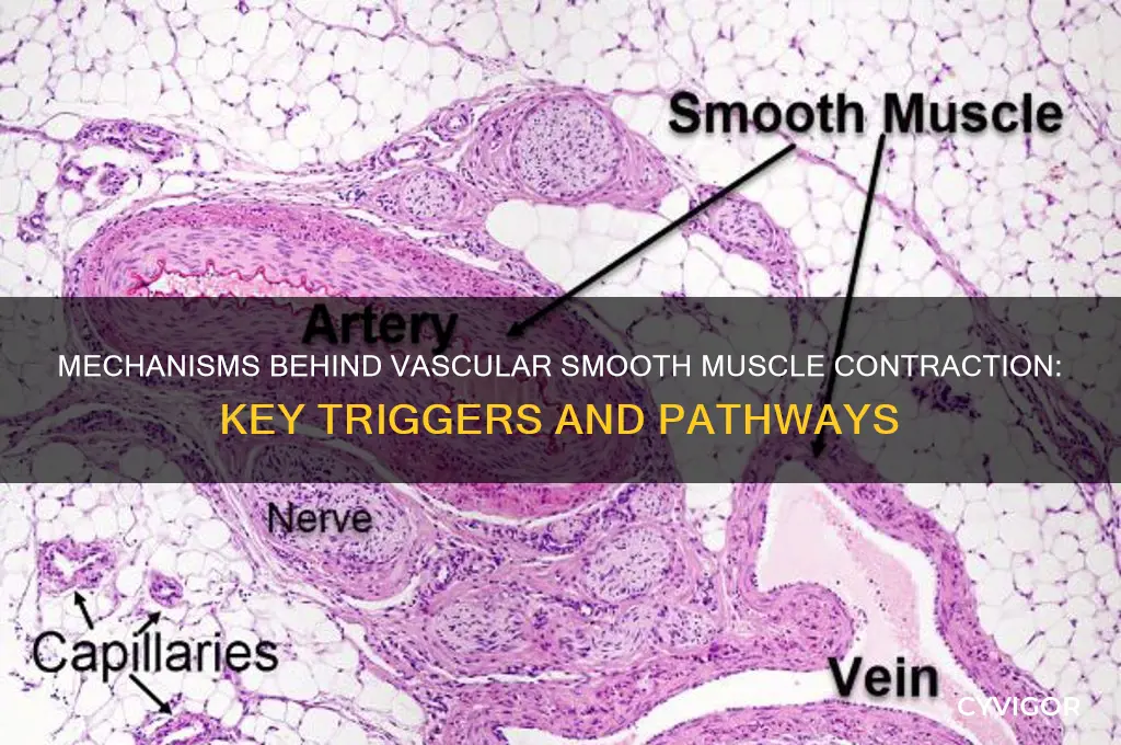 Mechanisms Behind Vascular Smooth Muscle Contraction: Key Triggers And ...