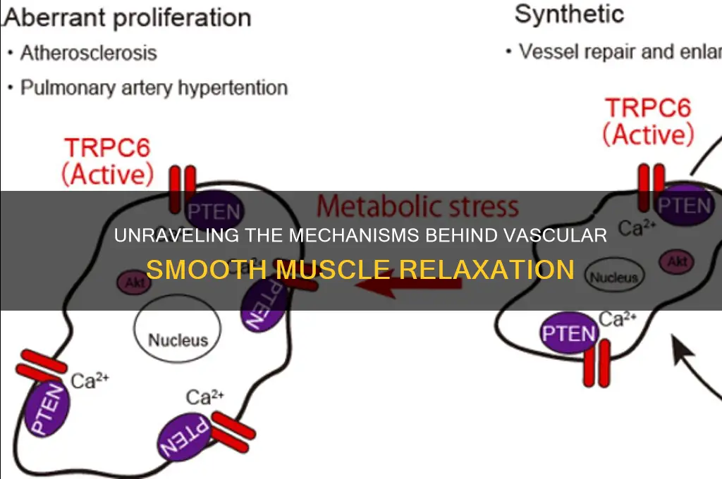 Unraveling The Mechanisms Behind Vascular Smooth Muscle Relaxation ...