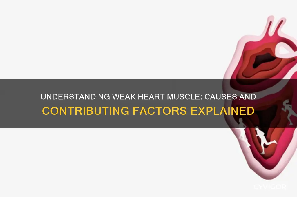 Understanding Weak Heart Muscle: Causes And Contributing Factors ...