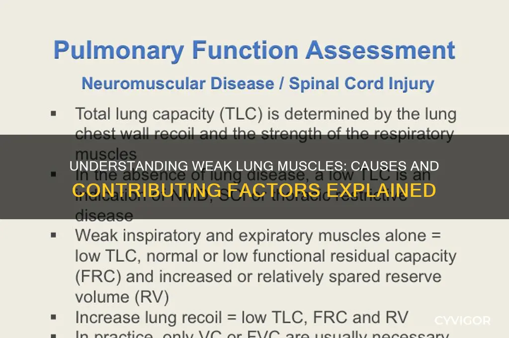 Understanding Weak Lung Muscles: Causes And Contributing Factors ...