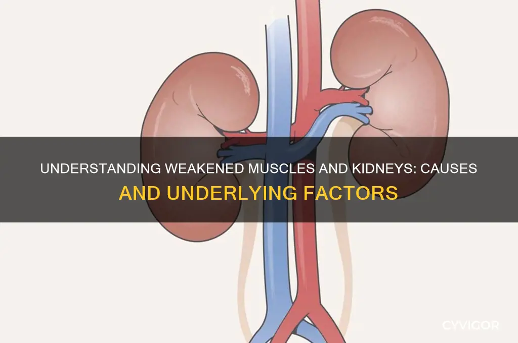 Understanding Weakened Muscles And Kidneys: Causes And Underlying ...