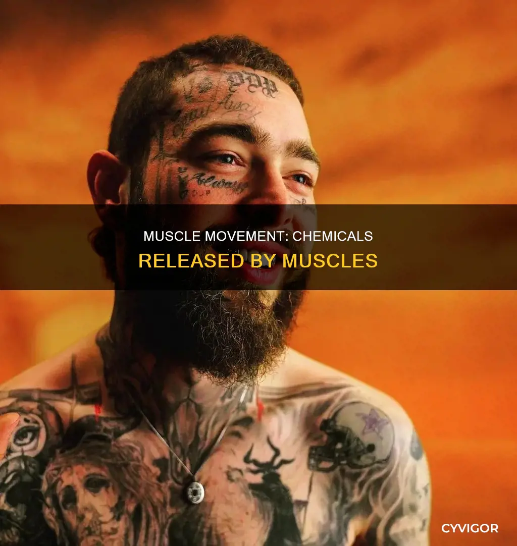 Muscle Movement: Chemicals Released By Muscles | CyVigor