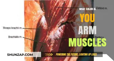 Unveiling The Biceps And Coracobrachialis: Anterior Arm Muscles ...