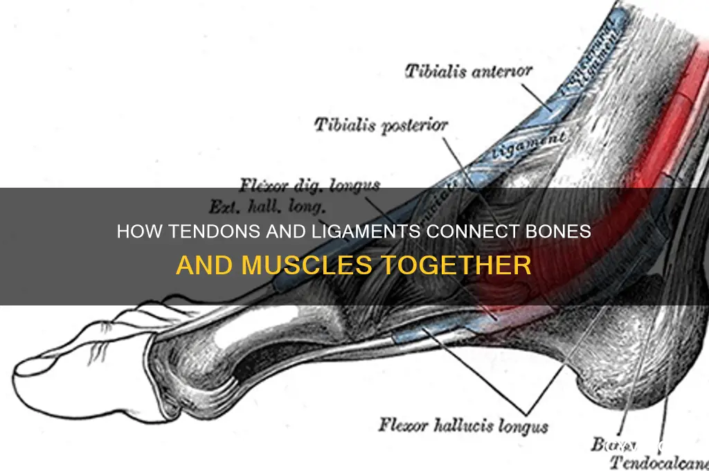How Tendons And Ligaments Connect Bones And Muscles Together | CyVigor
