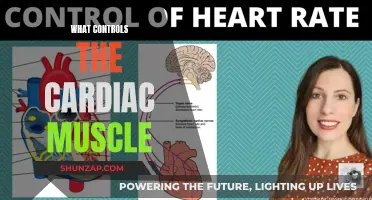 How Does The Brain Control Muscle Coordination? | CyVigor