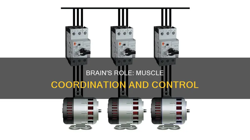 Brain's Role: Muscle Coordination And Control | CyVigor