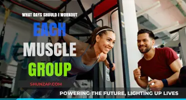 Understanding The Three Epaxial Muscle Groups: Functions And Importance ...
