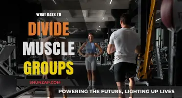 Understanding The Three Epaxial Muscle Groups: Functions And Importance ...