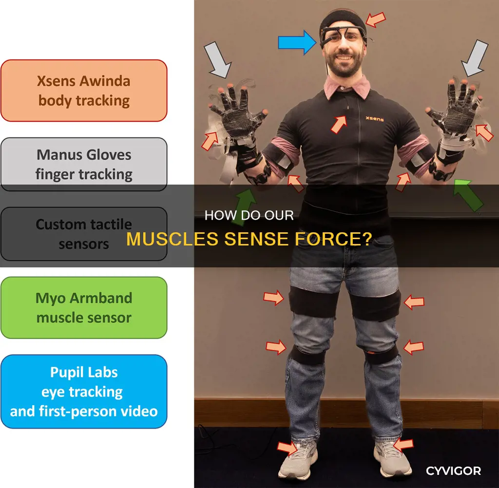 How Do Our Muscles Sense Force? | CyVigor