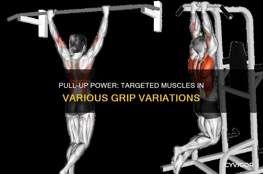 Pull-Up Power: Targeted Muscles In Various Grip Variations | CyVigor