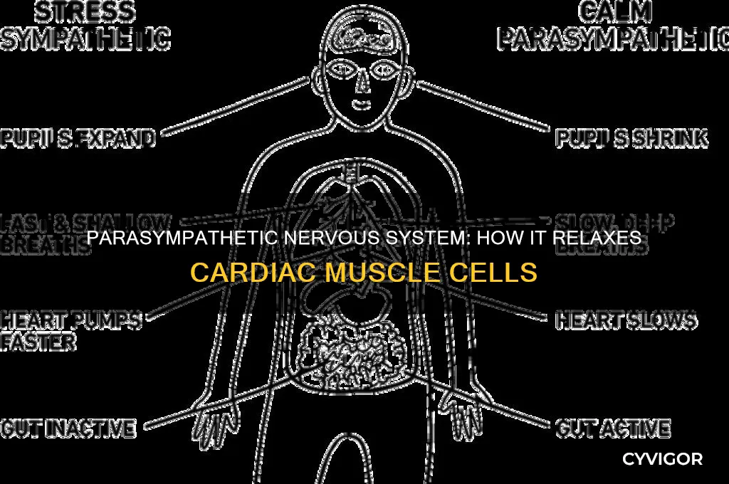 Parasympathetic Nervous System: How It Relaxes Cardiac Muscle Cells ...