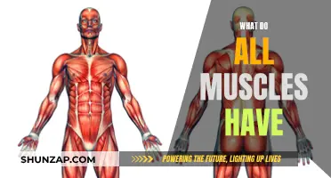 Core Muscles: What's Included And Why It Matters | CyVigor