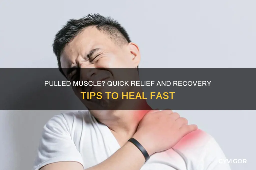 Pulled Muscle Quick Relief And Recovery Tips To Heal Fast CyVigor
