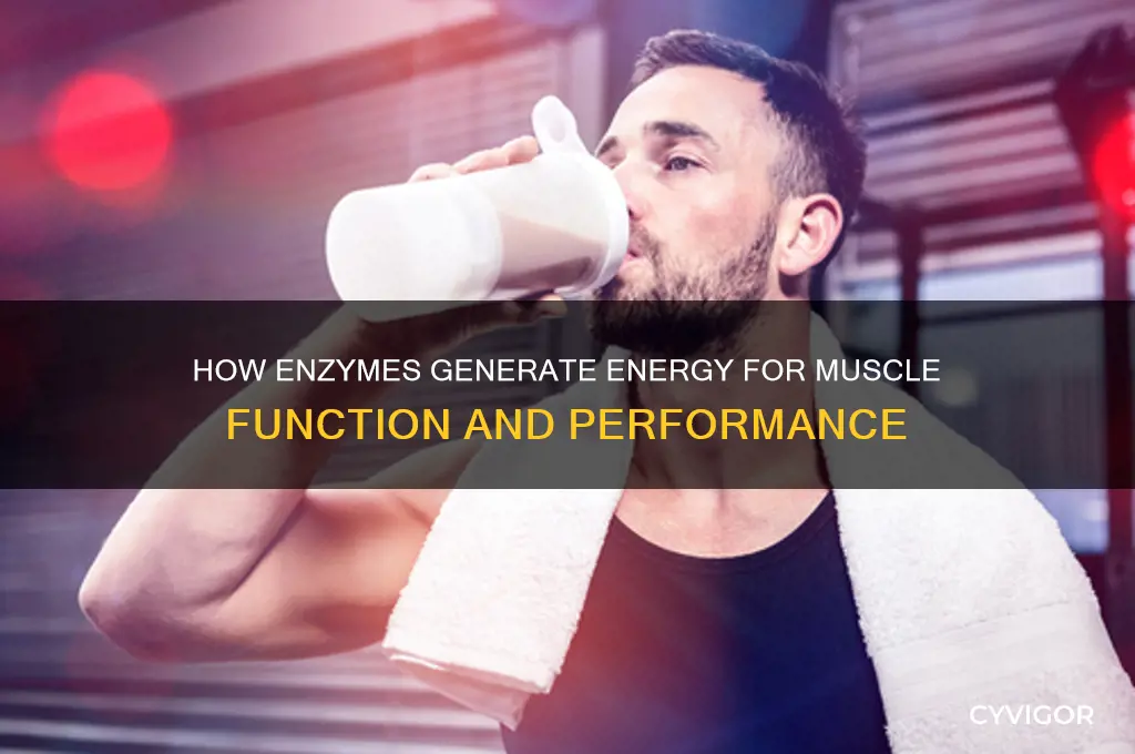 How Enzymes Generate Energy For Muscle Function And Performance | CyVigor