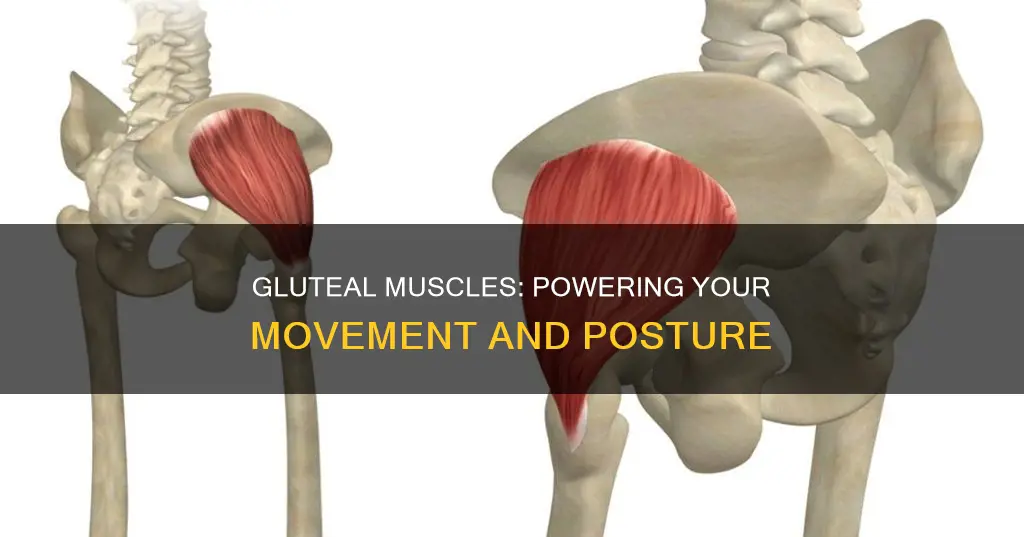 Gluteal Muscles: Powering Your Movement And Posture | CyVigor