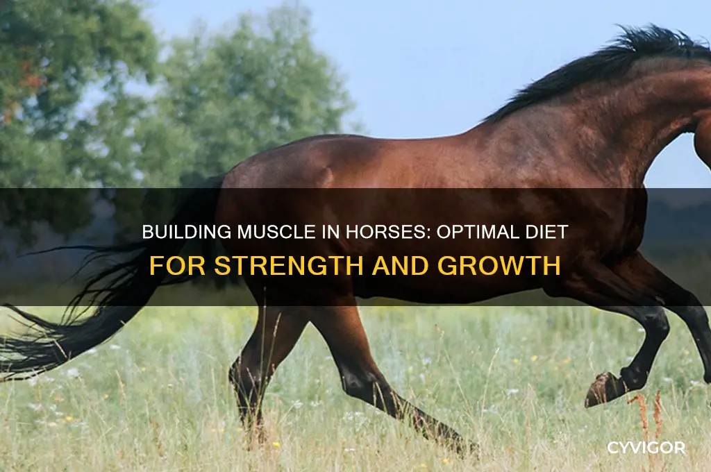 Building Muscle In Horses: Optimal Diet For Strength And Growth | CyVigor