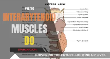 Latissimus And Its Function: Understanding The Muscle's Role | CyVigor