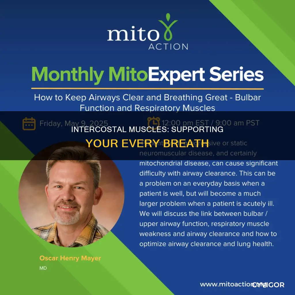 Intercostal Muscles: Supporting Your Every Breath | CyVigor