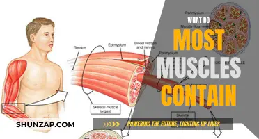 Accessory Muscles: Hidden Helpers In Our Bodies | CyVigor