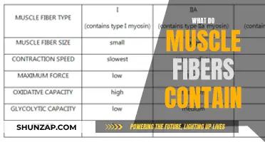 How Muscles Produce Movement And Heat | CyVigor