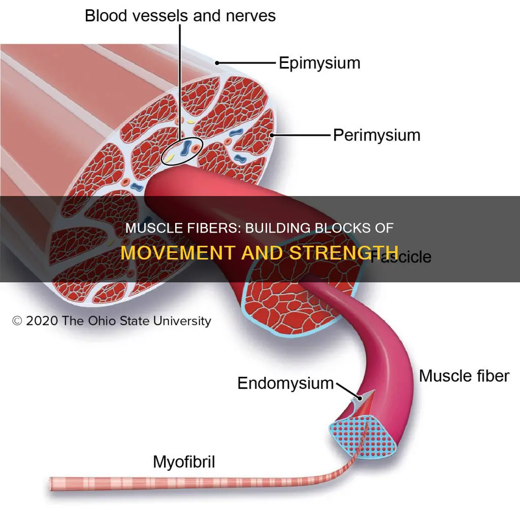 Muscle Fibers: Building Blocks Of Movement And Strength | CyVigor