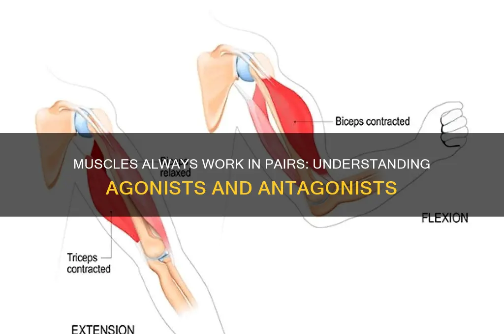 Muscles Always Work In Pairs: Understanding Agonists And Antagonists ...