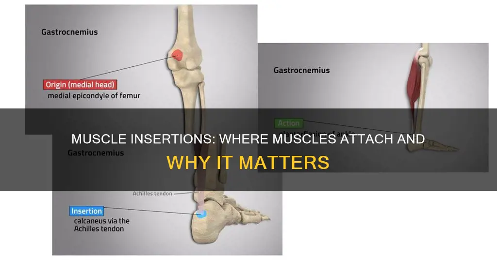 Muscle Insertions: Where Muscles Attach And Why It Matters | CyVigor