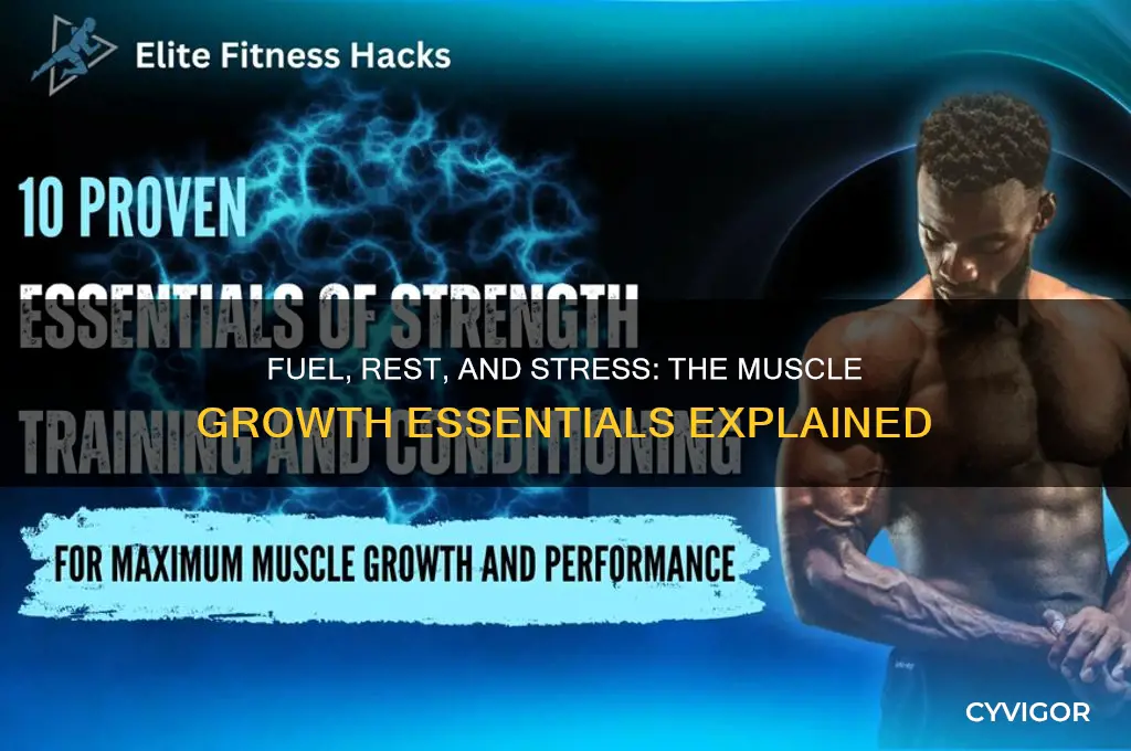 Fuel, Rest, And Stress: The Muscle Growth Essentials Explained | CyVigor