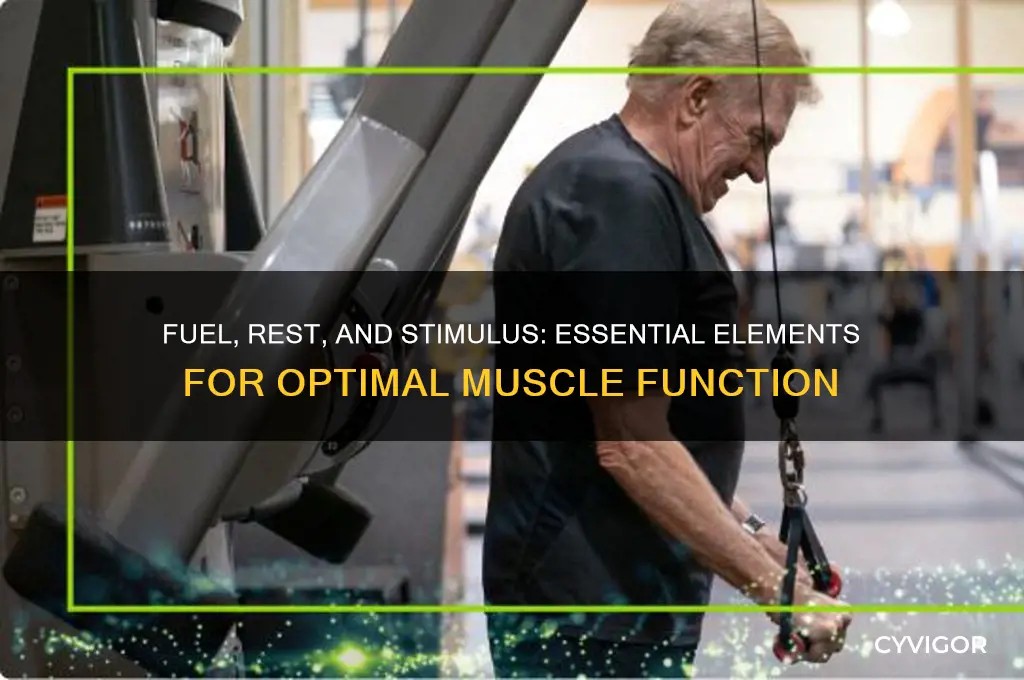 Fuel, Rest, And Stimulus: Essential Elements For Optimal Muscle ...