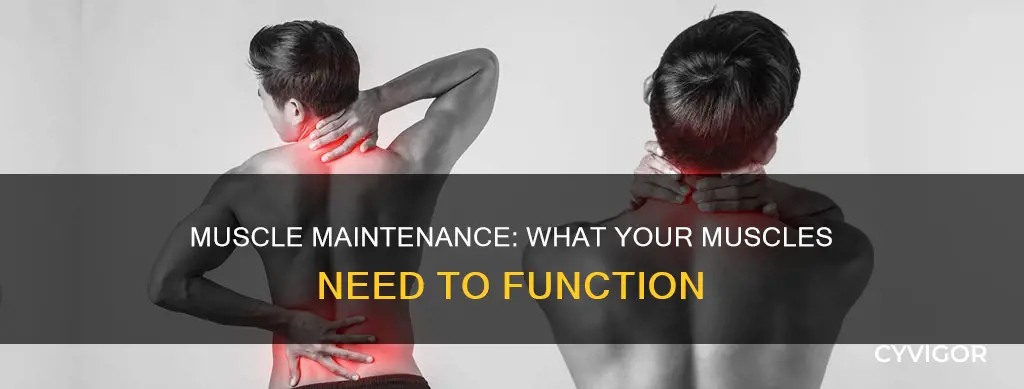 Muscle Maintenance: What Your Muscles Need To Function | CyVigor
