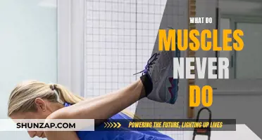 Muscle Insertions: Where Muscles Attach And Why It Matters | CyVigor