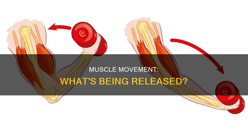 Muscle Movement: What's Being Released? | CyVigor
