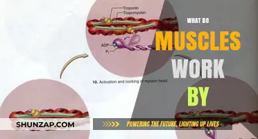 How Muscles Function: Understanding Their Role In Movement And Strength ...