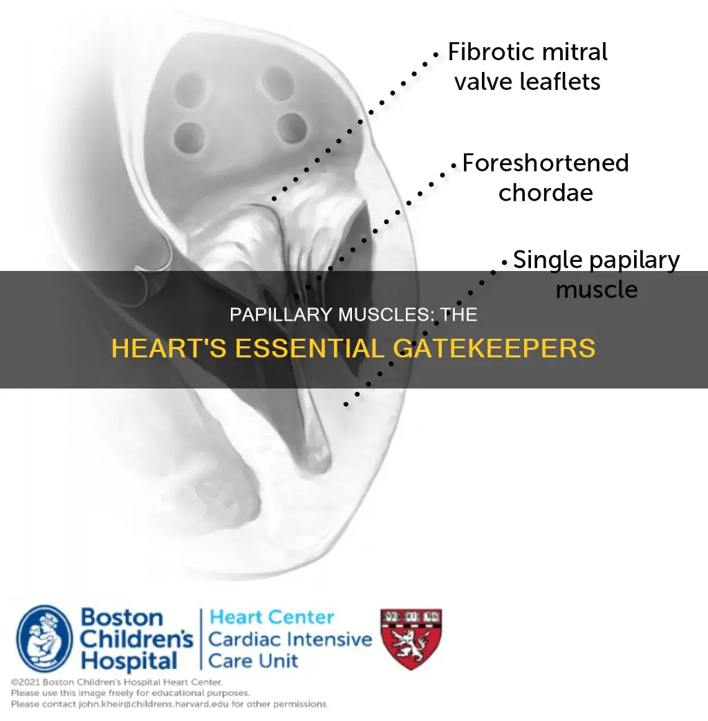 Papillary Muscles: The Heart's Essential Gatekeepers | CyVigor