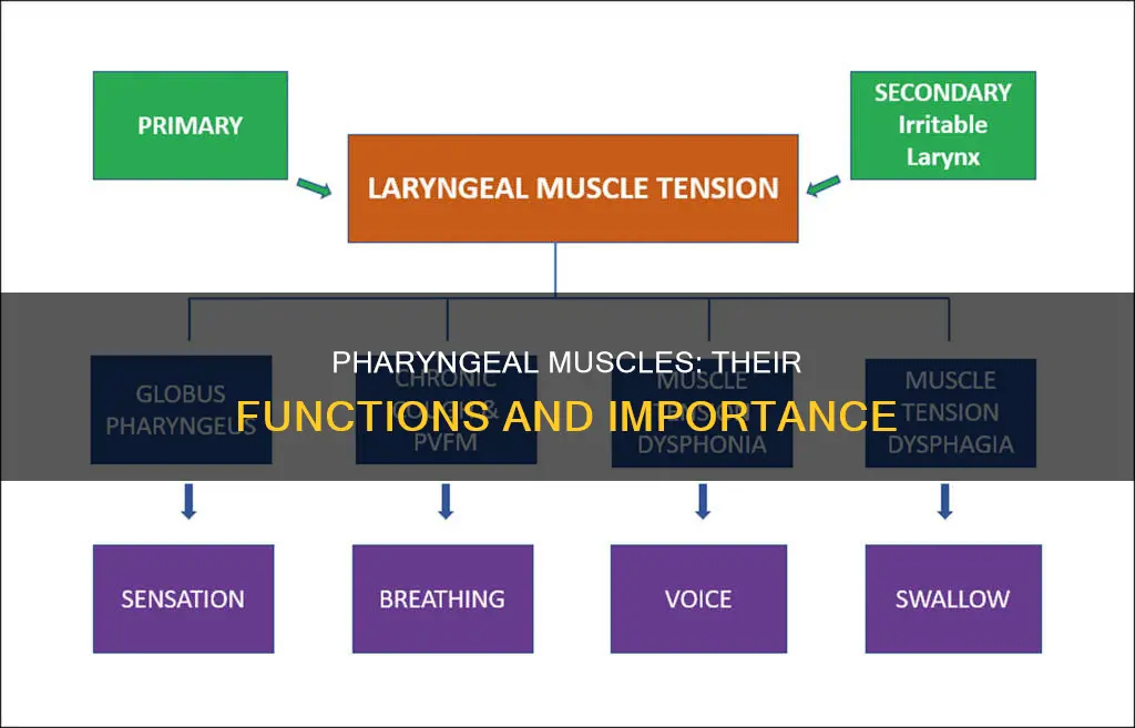 Pharyngeal Muscles: Their Functions And Importance | CyVigor