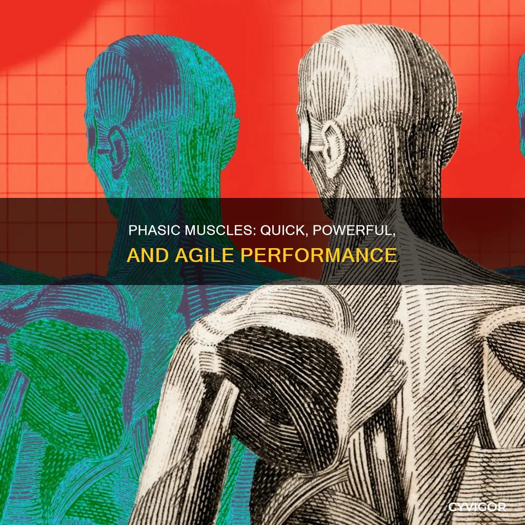 Phasic Muscles: Quick, Powerful, And Agile Performance | CyVigor