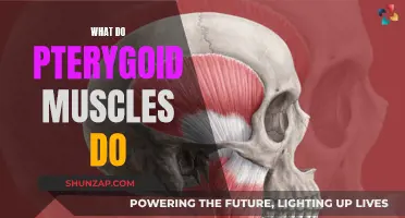Ocean Muscles: Their Power And Potential | CyVigor