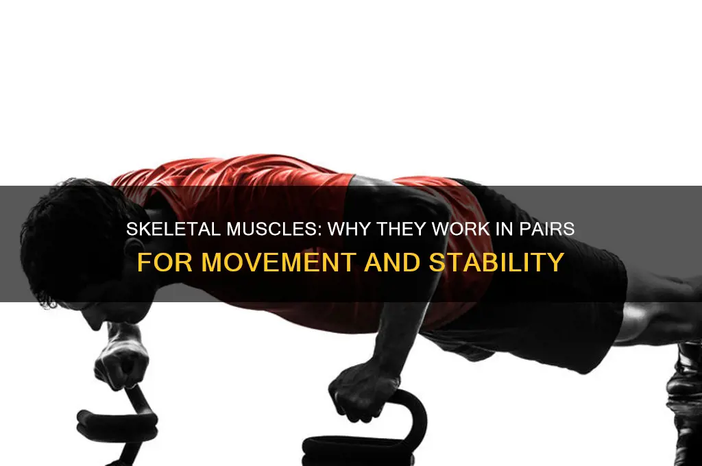 Skeletal Muscles: Why They Work In Pairs For Movement And Stability ...