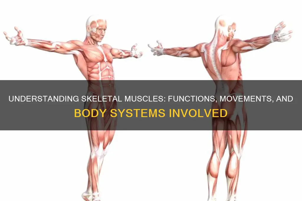 Understanding Skeletal Muscles: Functions, Movements, And Body Systems ...