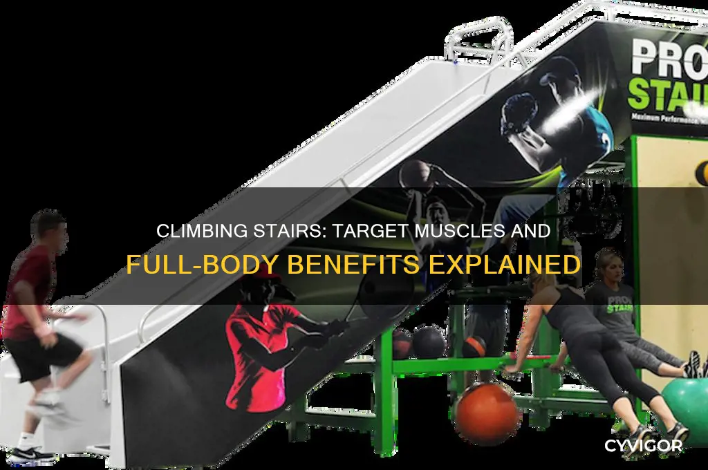 Climbing Stairs: Target Muscles And Full-Body Benefits Explained | CyVigor